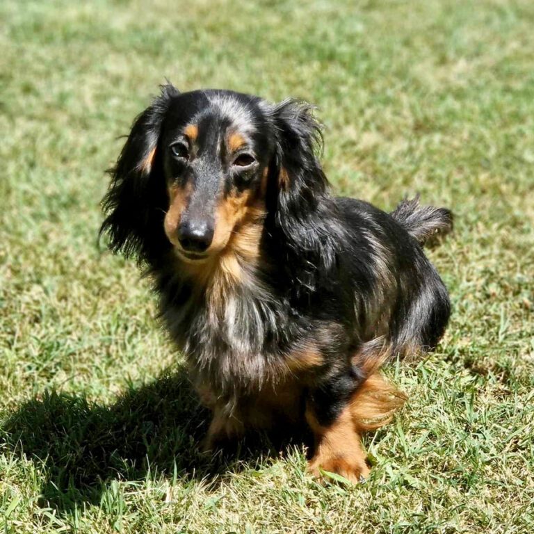 Miniature Long Haired Dachshunds For Sale Coots At Eversden 5185